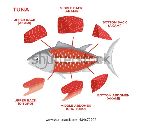 Infographic Tuna Cuts On White Background Stock Vector (Royalty Free ...
