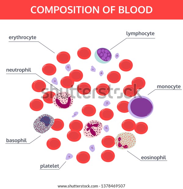 Infographics Composition Blood Red White Cells Stock Vector (Royalty ...