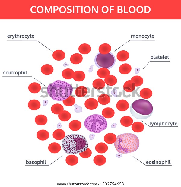 Infographics Composition Blood Red White Cells Stock Vector (Royalty ...
