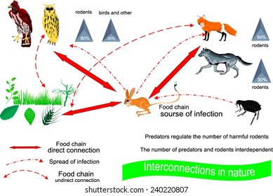 256 Bird food chain Stock Illustrations, Images & Vectors | Shutterstock