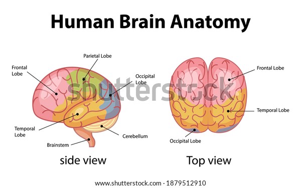 Information Poster Human Brain Diagram Illustration Stock Vector ...