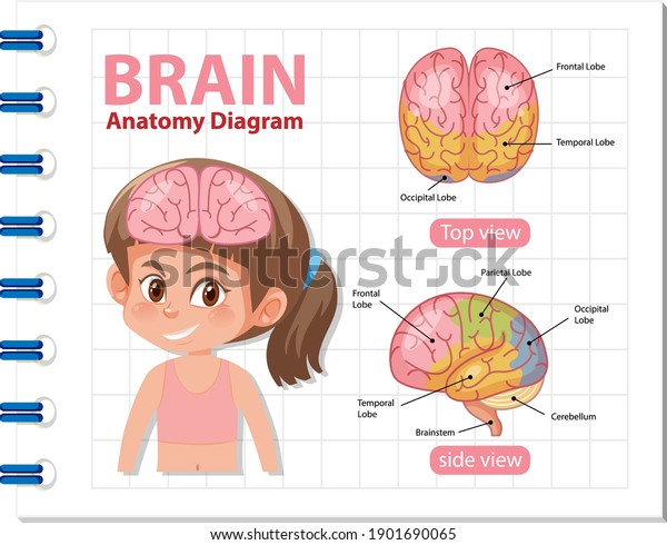 Information Poster Human Brain Diagram Illustration Stock Vector ...