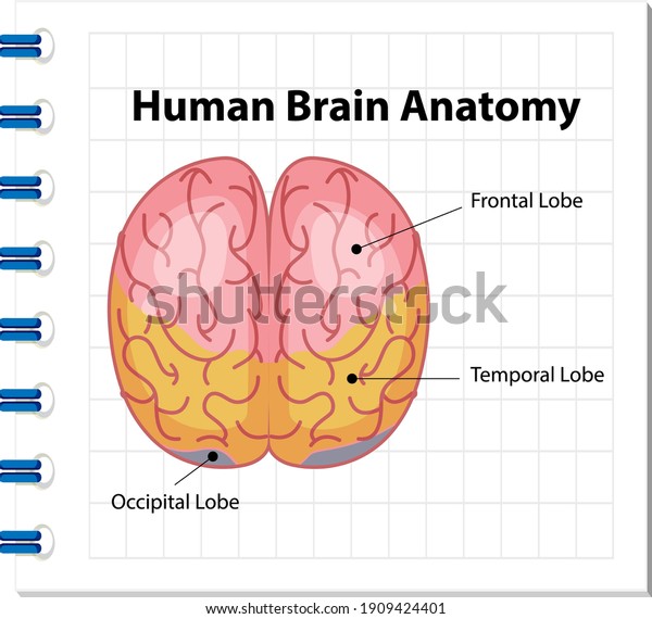 Information Poster Human Brain Diagram Illustration Stock Vector ...