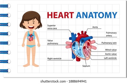 Information Poster Human Heart Diagram Illustration Stock Vector ...