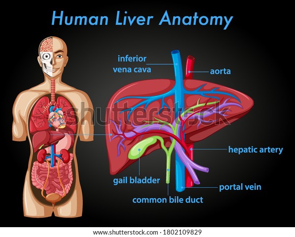 Information Poster Human Liver Anatomy Illustration Stock Vector ...