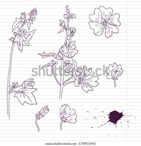 Ink Drawing Mallow Flowers Lined Paper Stock Vector (Royalty Free ...