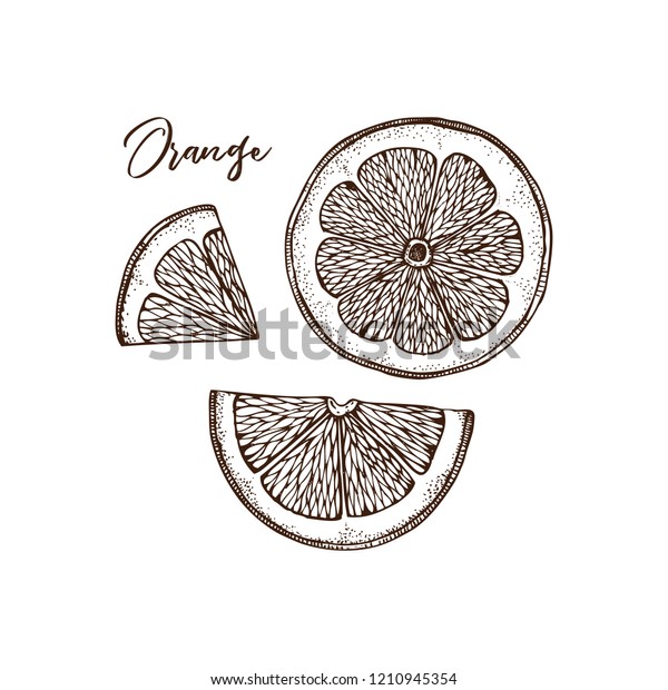 Ink Hand Drawn Orange Isolated On Stock Vector (Royalty Free) 1210945354