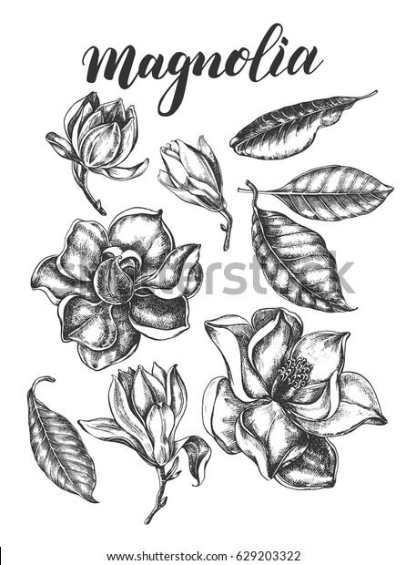 Ink Hand Drawn Set Magnolia Flowers: เวกเตอร์สต็อก (ปลอดค่าลิขสิทธิ์ ...