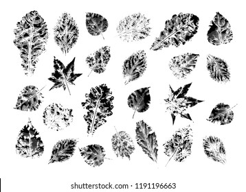Ink Leaf Prints Isolated On White Stock Vector (Royalty Free ...