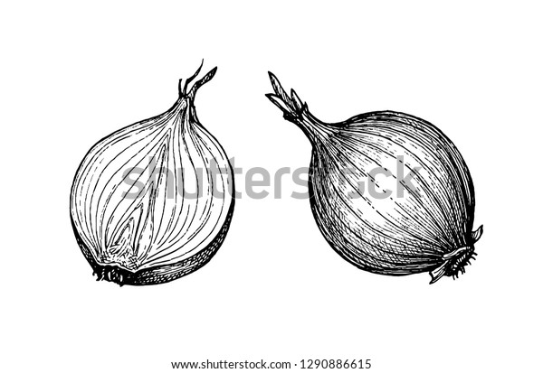 Ink Sketch Onion Isolated On White Stock Vector (Royalty Free ...