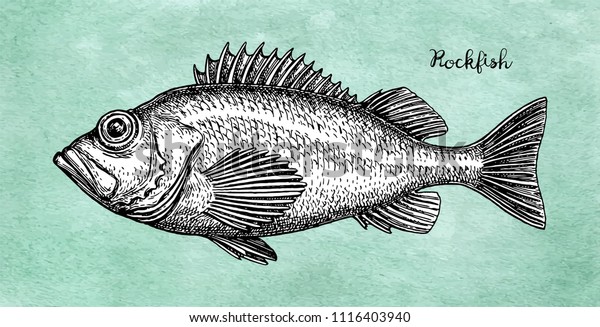 Ink Sketch Rockfish Hand Drawn Vector Stock Vector (Royalty Free ...