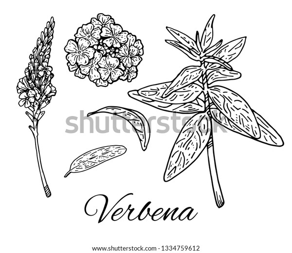 Ink Verbena Hand Drawn Set Leaves Stock Vector (Royalty Free) 1334759612