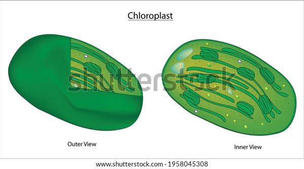 Inner View Outer View Chloroplast Organelles Stock Vector (Royalty Free ...