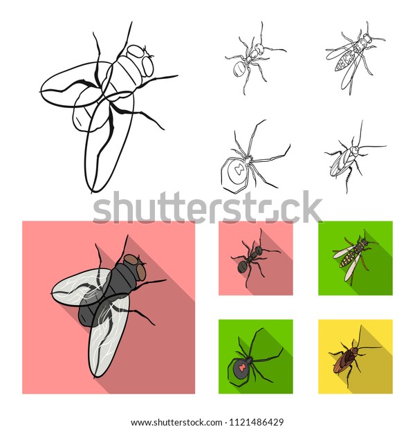Insect Arthropod Osa Spider Cockroach Insects Stock Vector (Royalty ...
