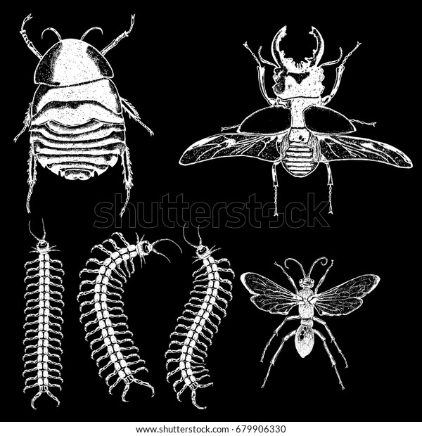 Insect Stipple Drawing Set Isolated Insects Stock Vector (Royalty Free ...