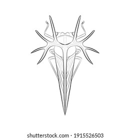 Insect Treehopper Line Drawing Black White Stock Vector (Royalty Free ...