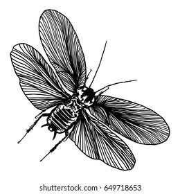 Insect Wings Flying Bug Vintage Old Stock Vector (Royalty Free ...