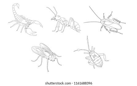 Insects Line Art Drawing Stock Vector (Royalty Free) 1161688396