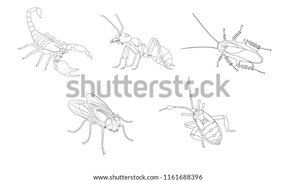 Insects Line Art Drawing Stock Vector (Royalty Free) 1161688396 ...