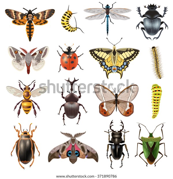 55,218 Realistic Insect Images, Stock Photos & Vectors | Shutterstock