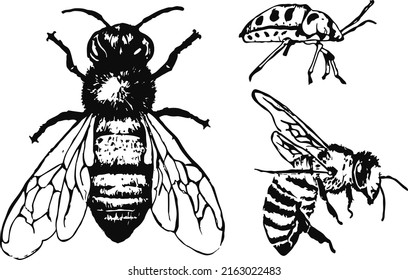 Insects Sketch Drawing Vector This Consists Stock Vector (Royalty Free ...