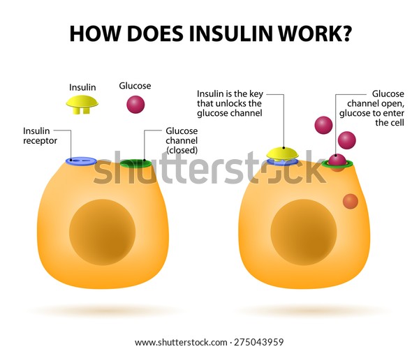 Insulin Regulates Metabolism Key That Unlocks Stock Vector (Royalty ...