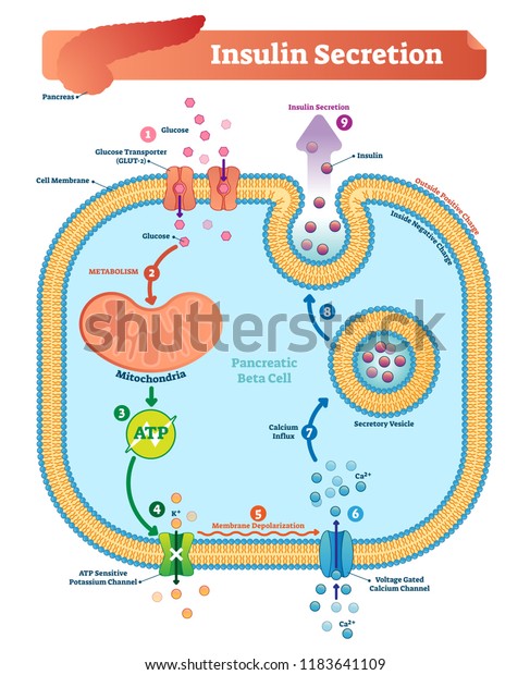 Insulin Secretion Vector Illustration Biological Pancreas Stock Vector ...