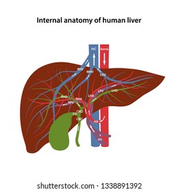 Internal Anatomy Human Liver Description Corresponding Stock Vector ...