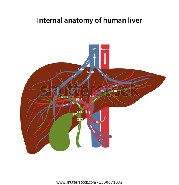 Internal Anatomy Human Liver Description Corresponding 스톡 벡터(로열티 프리 ...