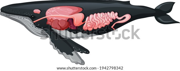 Internal Anatomy Whale Isolated On White Stock Vector (Royalty Free ...