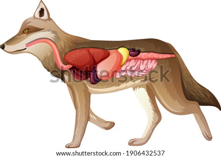 Wolf Anatomy Drawing | Free download on ClipArtMag
