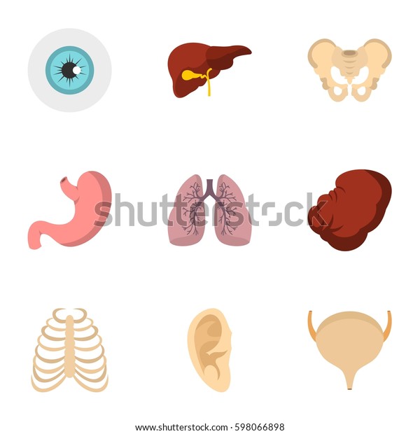 Internal Human Organs Icons Set Flat Stock Vector (Royalty Free ...