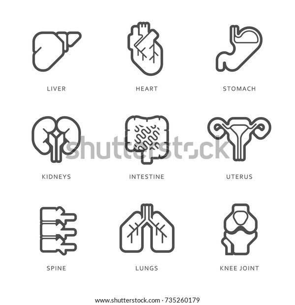 Internal Human Organs Icons Set Medical : image vectorielle de stock ...