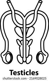 Internal Human Organs Testicles Outline Reproductive Stock Vector ...