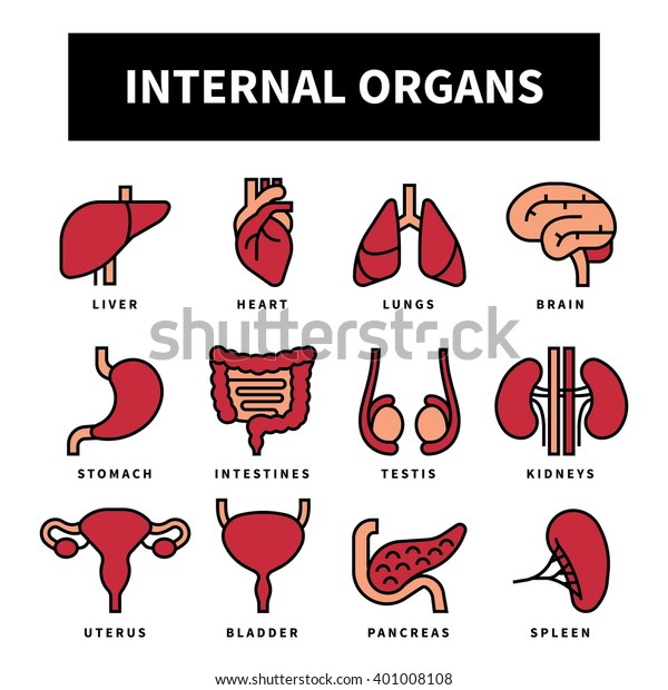 Internal Organs Icon Set Eps 10 Stock Vector (Royalty Free) 401008108