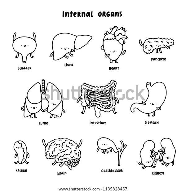Internal Organs Outline Vector Cartoon Collection Stock Vector (Royalty ...