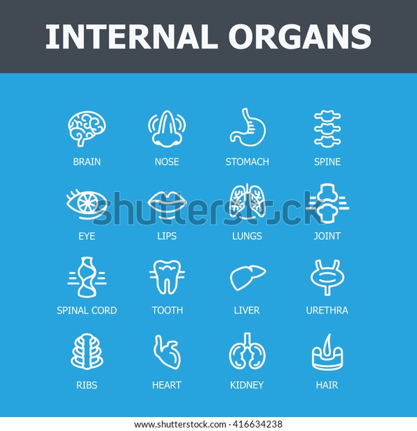 Internal Organs Set Medical Infographic Icons: เวกเตอร์สต็อก (ปลอดค่า ...
