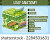 5,063 Photosynthesis Process Royalty-Free Images, Stock Photos ...