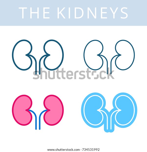 Internals Outline Icon Set Kidneys Urogenital Stock Vector (Royalty ...