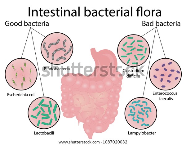 Intestinal Bacteria Flora Good Bad Bacterias 스톡 벡터(로열티 프리) 1087020032 ...