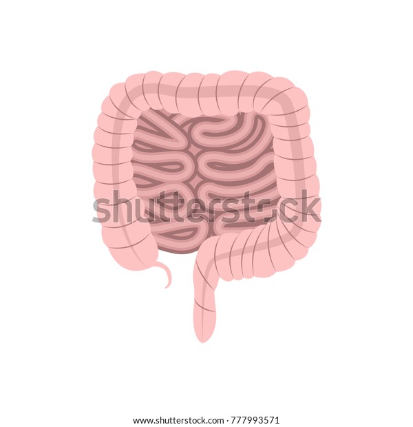 Intestines Anatomy Vector Illustration Stock Vector (Royalty Free ...