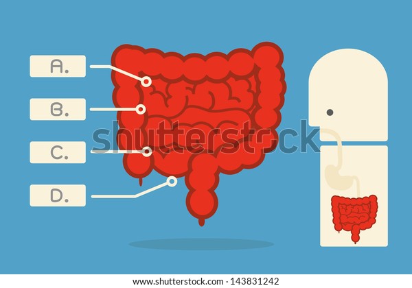 Intestines Infographics Minimal Design Vector Stock Vector (Royalty ...