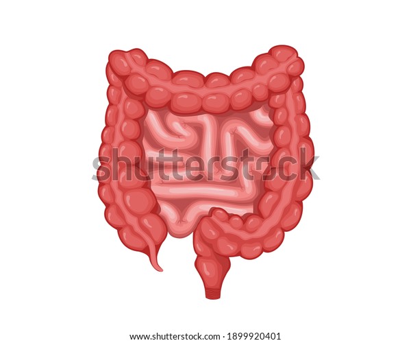 Intestines Vector Design Realistic Anatomy Pictures Stock Vector ...