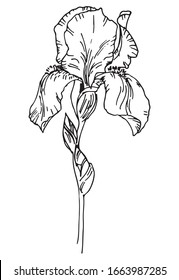 Iris Flower Outline Botanical Drawing Sketch Stock Vector (Royalty Free ...