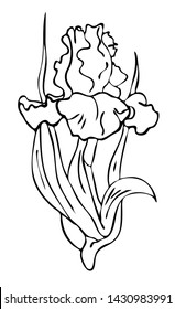 Iris Line Drawing Black White Stock Vector (Royalty Free) 1430983991 ...