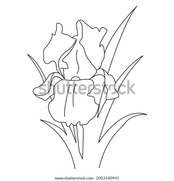 Iris Line Drawing Clip Art Stock Vector (Royalty Free) 2003340941 ...