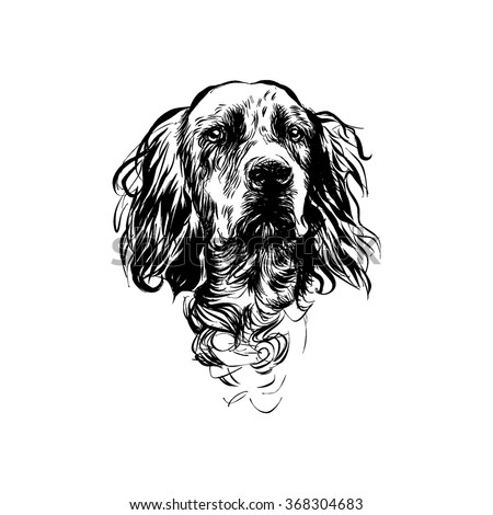 Irish Setter Vector Sketch Stock Vector (Royalty Free) 368304683 ...