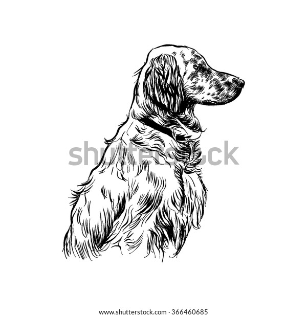 146 Setter Hunting Drawing Images, Stock Photos & Vectors | Shutterstock