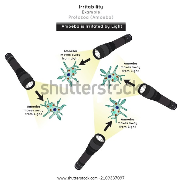 Vektor Stok Irritability Protozoa Infographic Diagram Example Amoeba ...