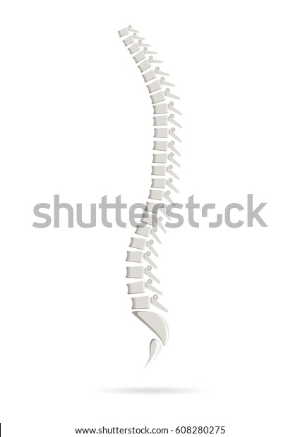 Isolated Anatomical Realistic Spine Vector Illustration Stock Vector ...